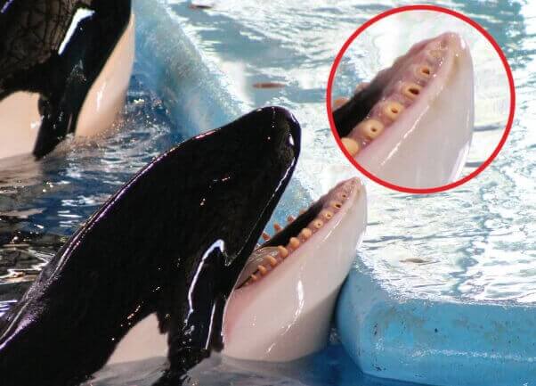 Dientes De Orca