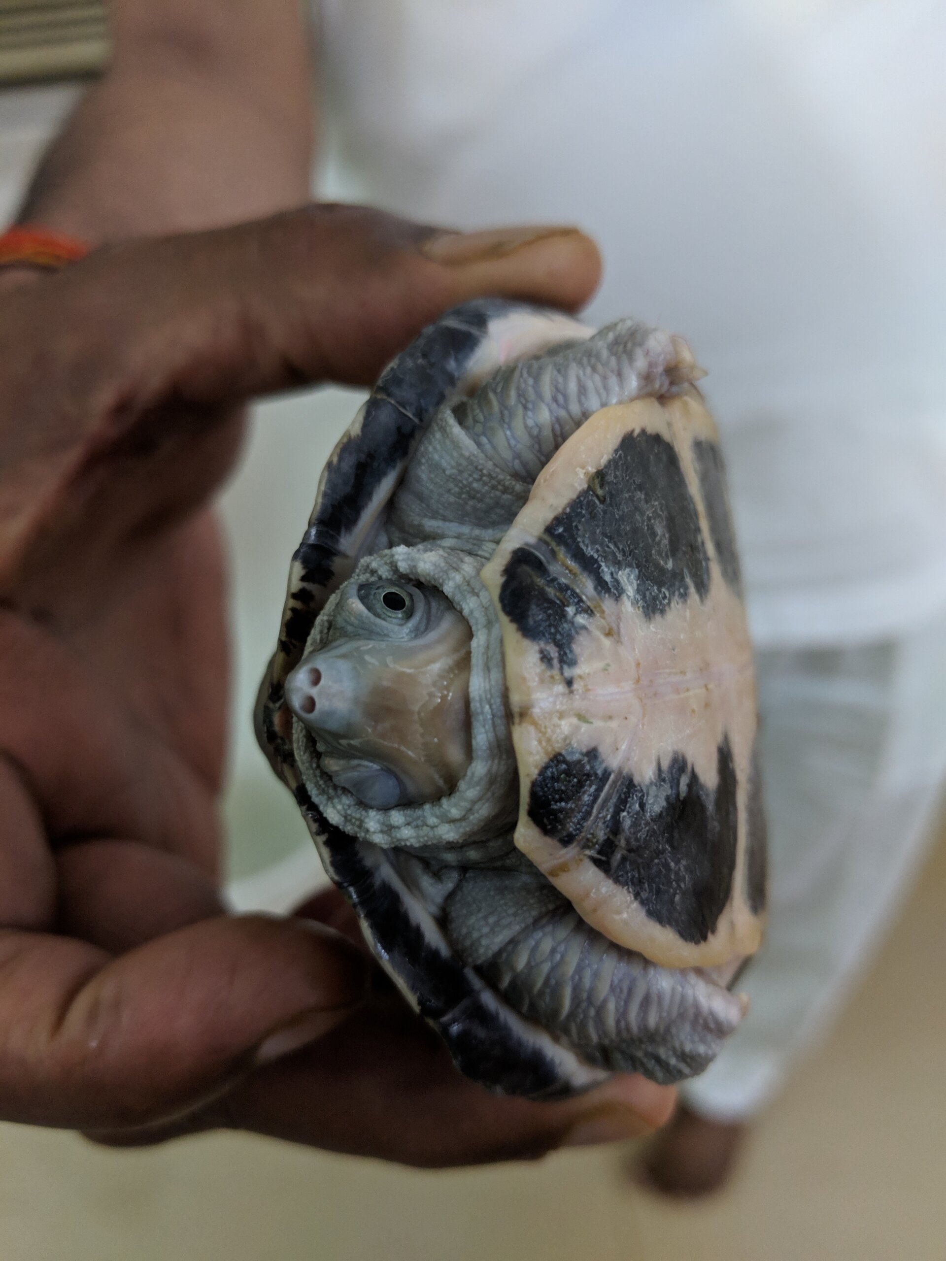 Nunca compres una tortuga: Cosas que debes saber sobre las tortugas ...