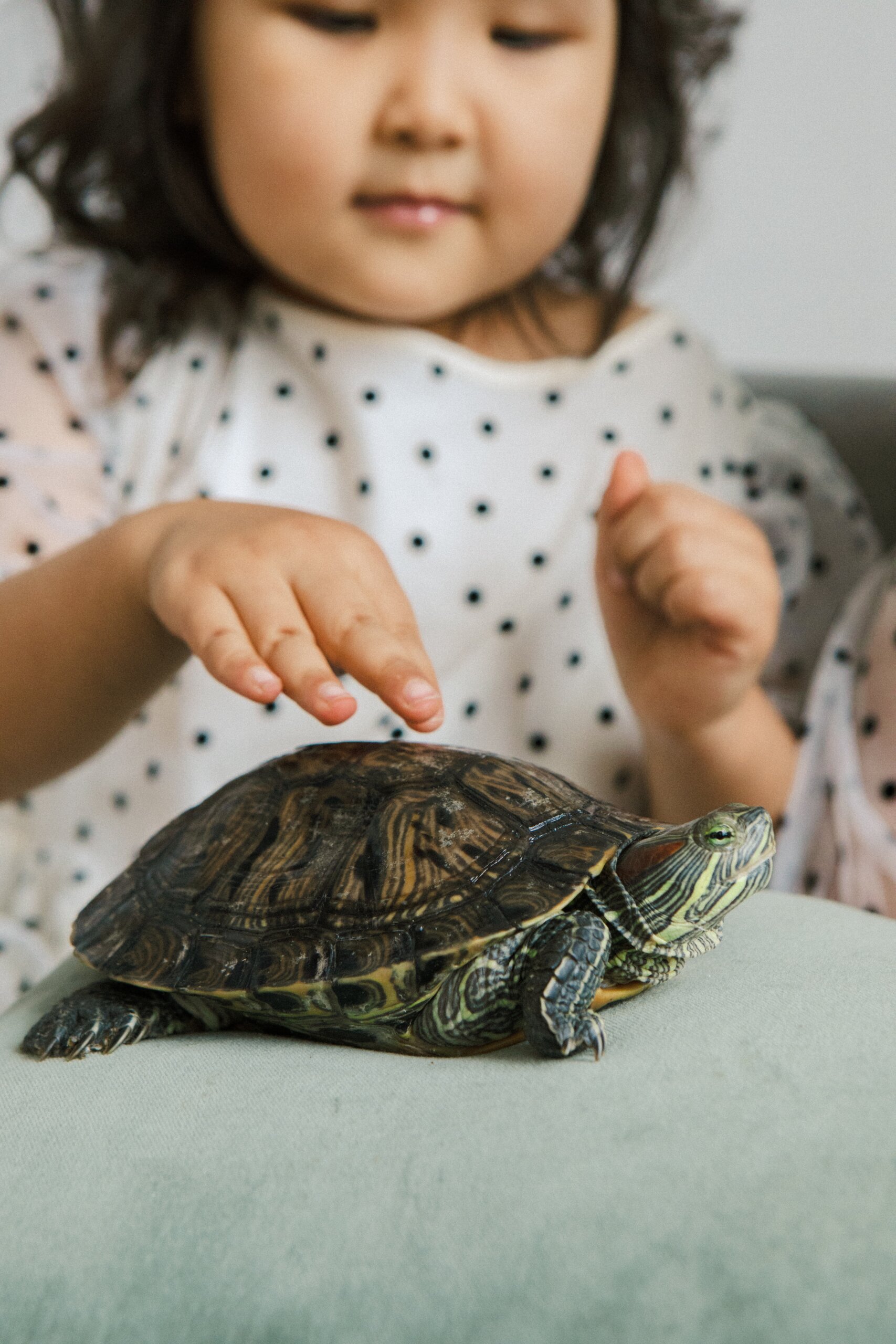 Nunca compres una tortuga: Cosas que debes saber sobre las tortugas ...
