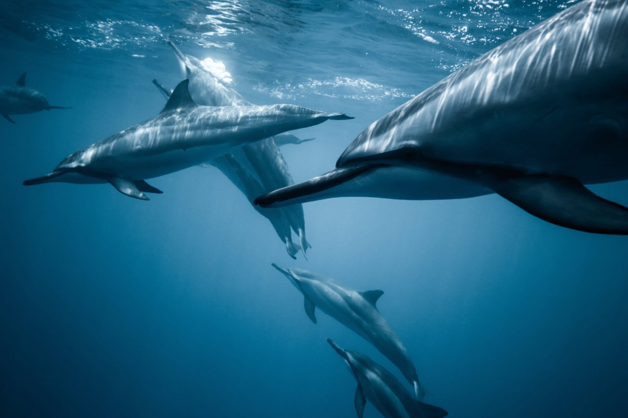 Datos sobre delfines que SeaWorld no quiere que sepas | PETA Latino