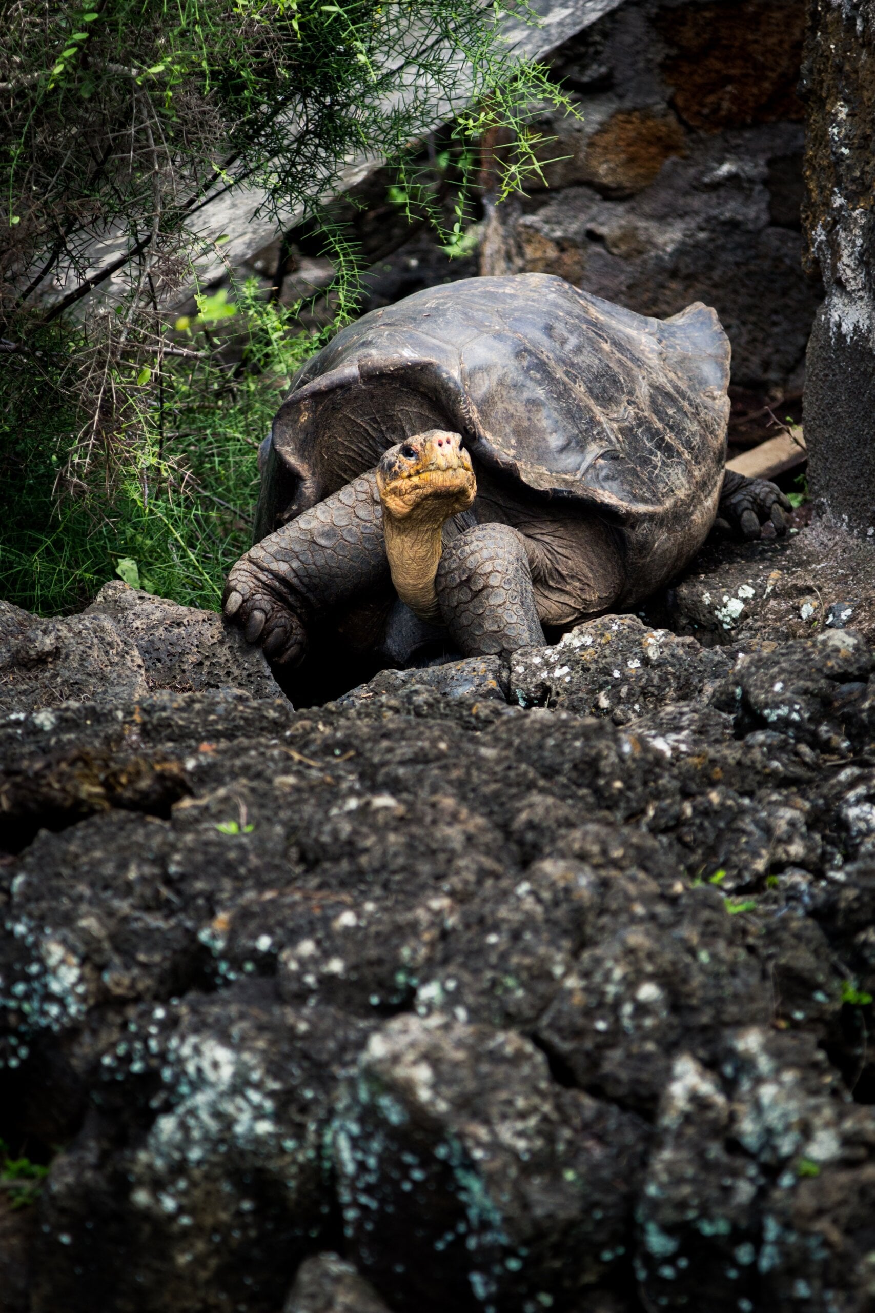 Nunca compres una tortuga: Cosas que debes saber sobre las tortugas ...