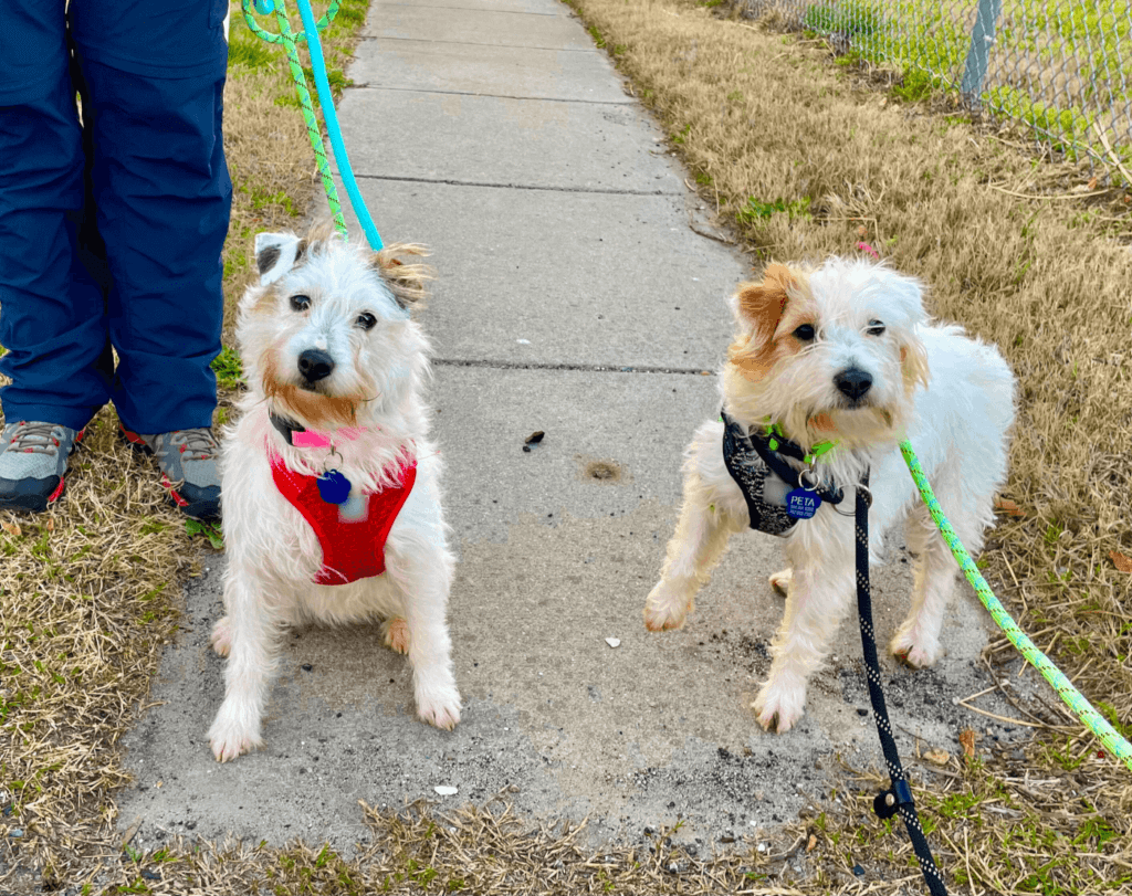 VIDEO: De JRT a TQM: Perros rescatados listos para ser adoptados | PETA ...