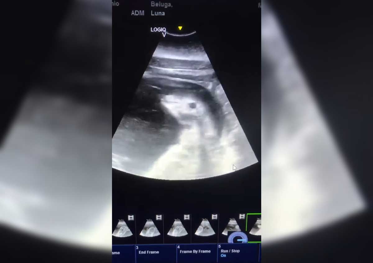 La beluga Luna, da a luz a otra cría condenada en SeaWorld | PETA Latino