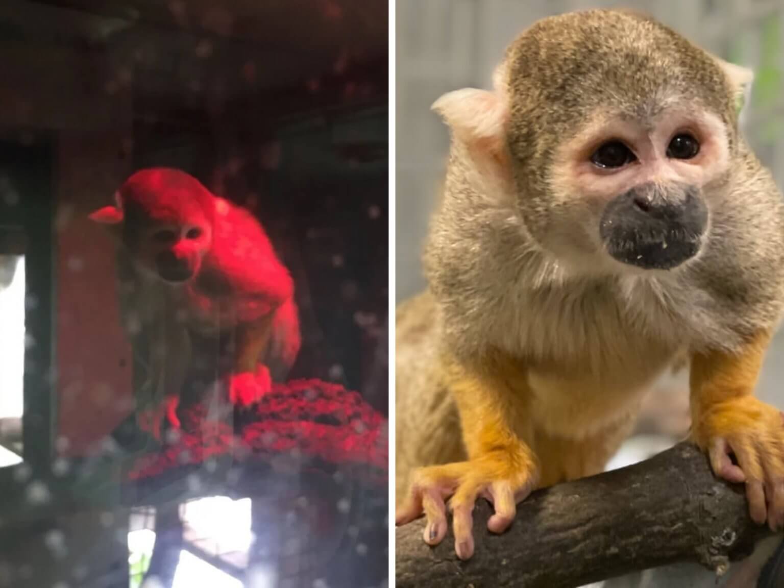 PETA Rescata a 65 Animales de Tri-State Zoological Park | PETA Latino