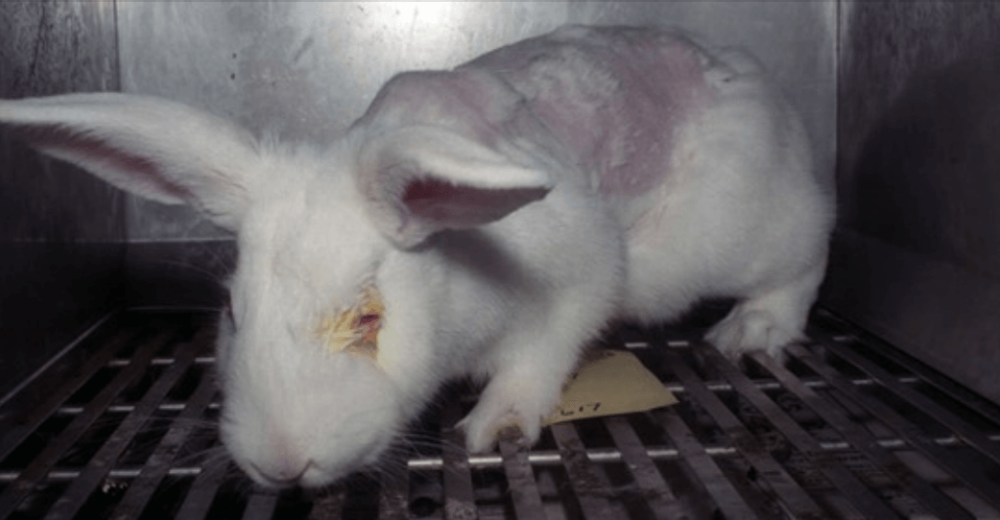 ¿Volvieron las crueles pruebas de cosméticos en animales a la UE ...