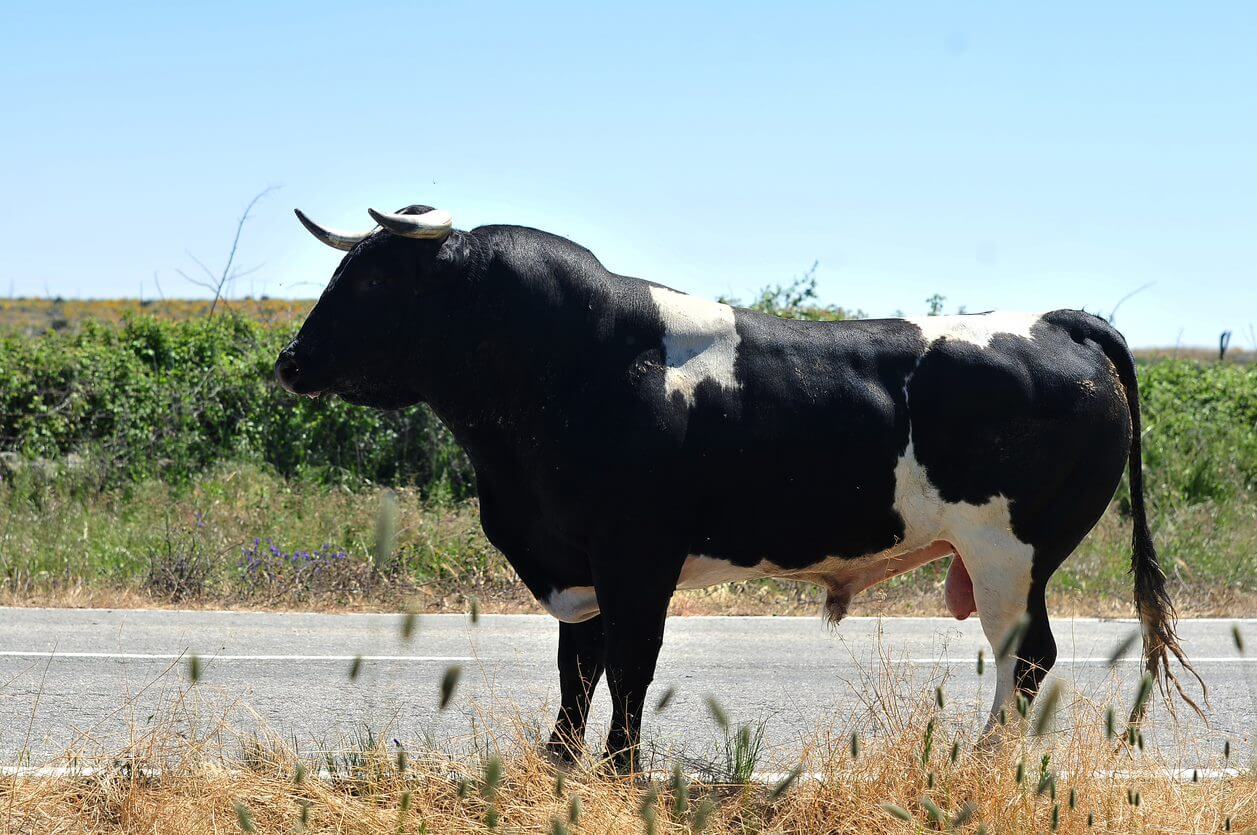 Los toros se enamoran, para ellos la familia es lo primero | PETA Latino