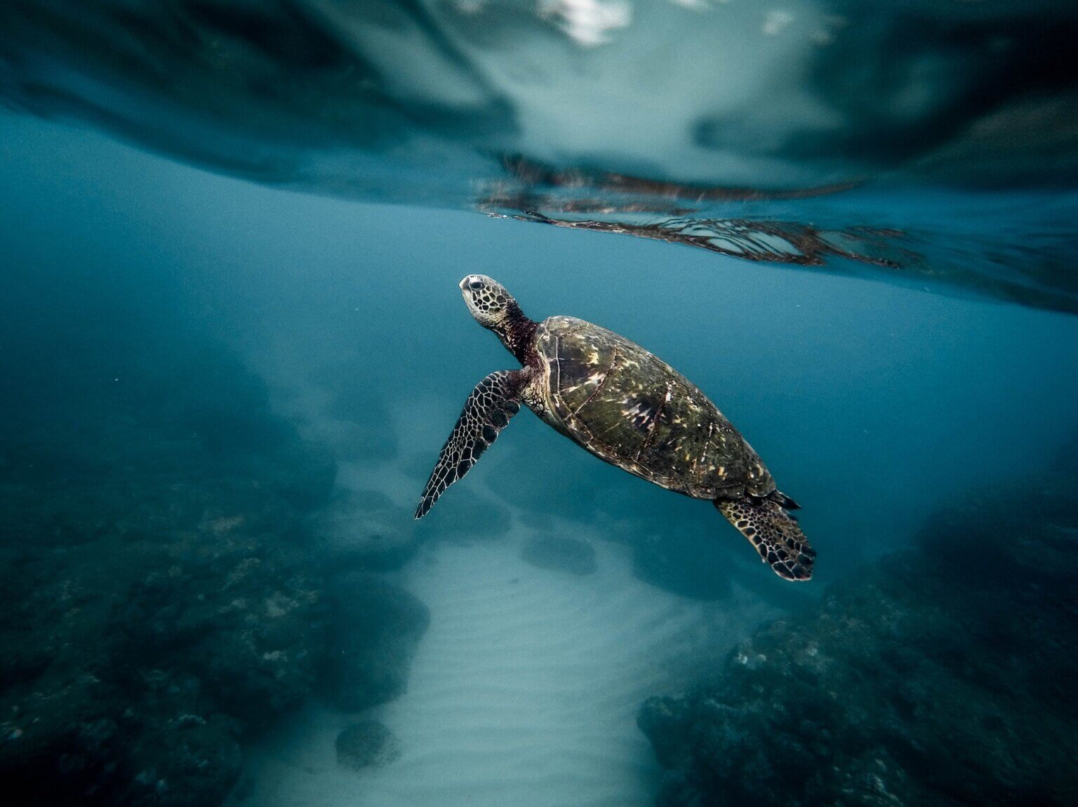 Mira cómo las tortugas marinas se orientan sin usar Google Maps | PETA ...
