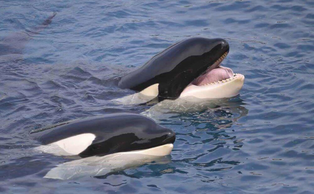 ¡Victoria! United Airlines Deja de Vender Tickets para SeaWorld | PETA