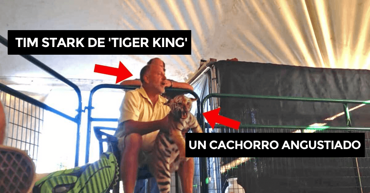 A Tim Stark se le ordenó pagar $733.997,70 a PETA (junio de 2021 ...